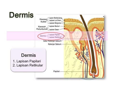 Sistem Integumen Pptx
