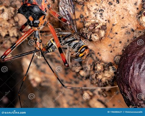 Assassin Bug Stock Image Image Of Colorful Heteroptera 196086621
