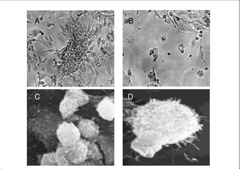 Morphology Of Cultured Dendritic Cells Download Scientific Diagram