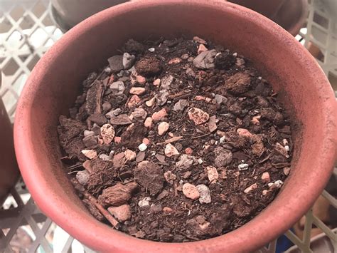 How To Make Cactus Soil Mix Beginners Guide Cactus Central