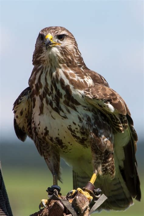 23 Most Common Birds In The Uk 2025 Guide