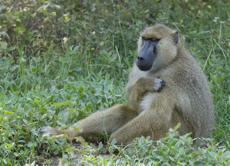 Top 10 Facts About Baboons Animals