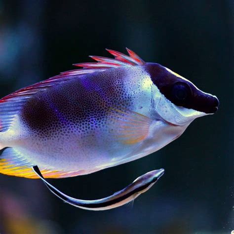 Magnificent Foxface Siganus Magnificus At Kraken Corals