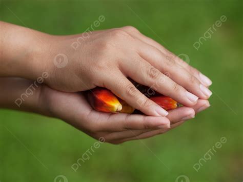 زيت النخيل ثمار نبات وقود الديزل الحيوي صورة الخلفية والصورة للتنزيل