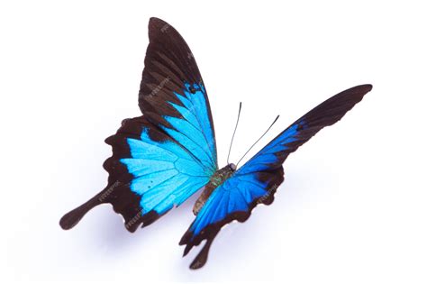 Premium Photo Papilio Ulysses Blue Butterfly On The White Background