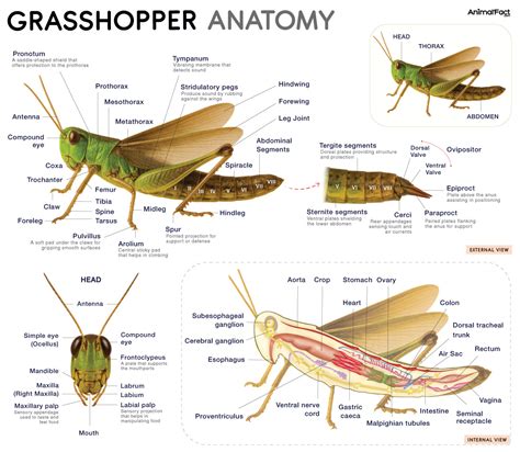 Grasshopper Types Anatomy Habitat Diet Lifespan And Life Cycle