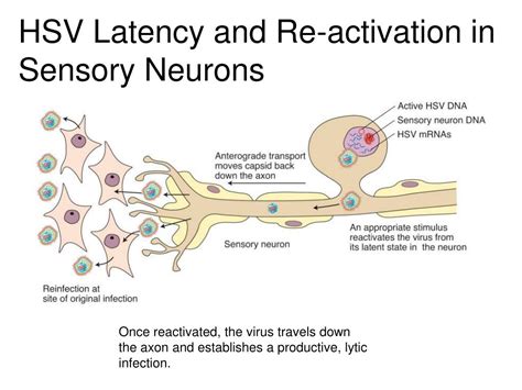 Ppt Tema 20 Herpesvirus Powerpoint Presentation Free Download Id