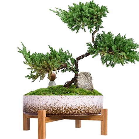 Shallow Delights The Best Plants For Shallow Planters