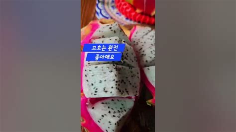 선인장 과일 용과 자르는방법🤭😋 Youtube