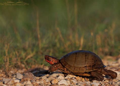 Three Toed Box Turtle On The Move Mia Mcphersons On The Wing Photography