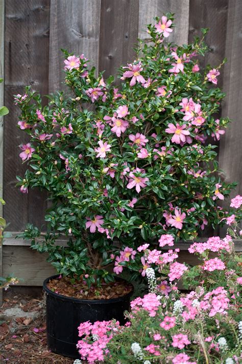 Camellia Sasanqua Slim N Trim Kiefer Nursery Trees Shrubs