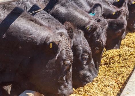 Researchers Zero In On Liver Abscesses For Beef On Dairy Drovers