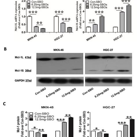 The Myeloid Cell Leukemia Mcl 1 Splicing Shifts From Mcl 1l To Mcl 1s Download Scientific