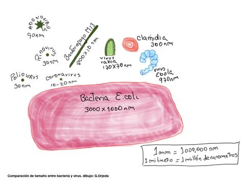 Coronavirus El Pirata De La Pandemia Ojo Público