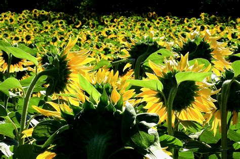 Field Sunflowers Flowers Free Photo On Pixabay Pixabay