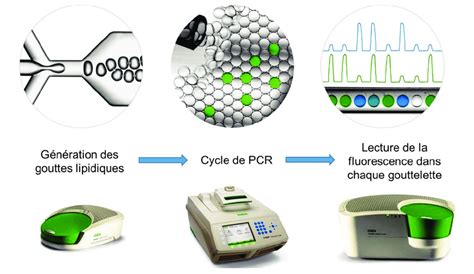 Étapes Techniques Nécessaires à La Réalisation Dune Ddpcr Figure Download Scientific Diagram