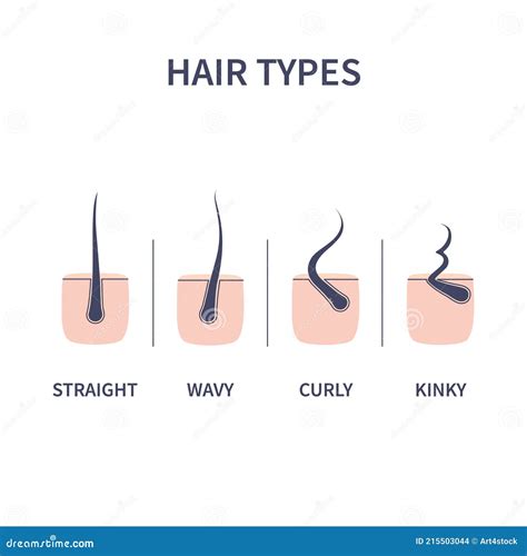Hair Types Chart Set Of Straigt Wavy Curly And Kinky Strands Stock Vector Illustration Of