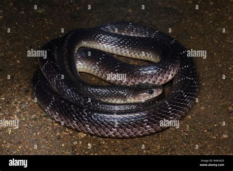 Common Krait Sri Lankan Krait Black Krait Bungarus Ceylonicus Stock