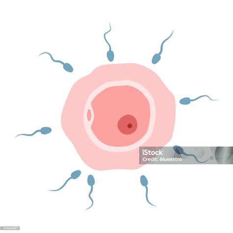 Fertilization Concept With Ovum And Sperm In Flat Design Stock