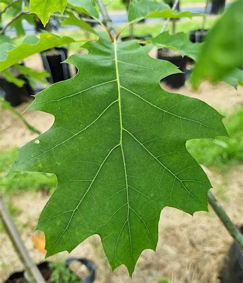Quercus Rubra Trees Of Waipa