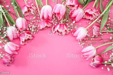 분홍색 튤립과 흰색 Gypsophila 꽃 꽃다발은 분홍색 배경에 있습니다 어머니의 날 생일 축하 개념 텍스트 공간을 복사합니다
