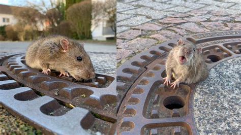 Fat Rat Gets Rescued By Firefighters After Getting Stuck In Sewer Grate