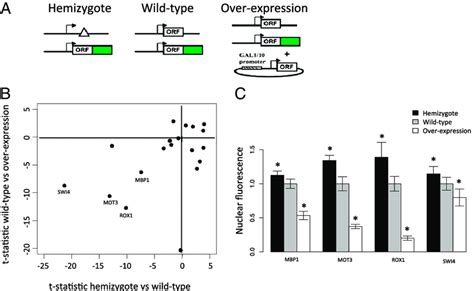Screening Yeast Transcription Factors For Regulatory Feedback A Each