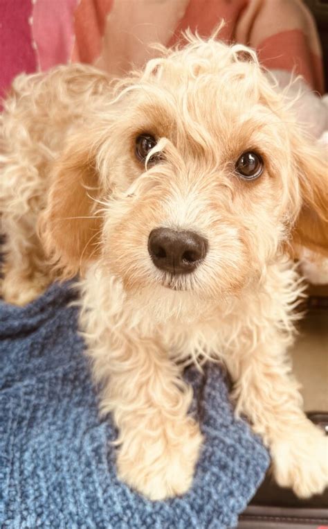 Cavapoo Puppies On The Gulf