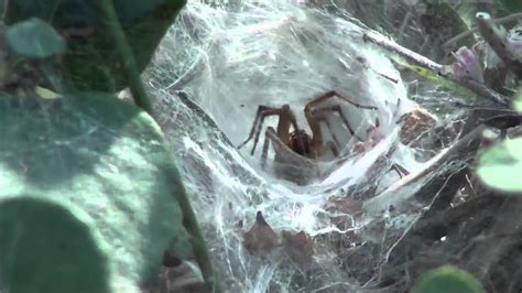 Funnel Web Spider Nest