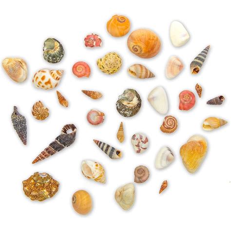 Alabaster Murex Seashell 4 5