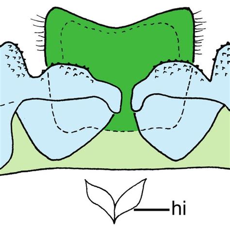 Complex Of Internal Male Genital Sclerites Of Rapisma Daianum Yang