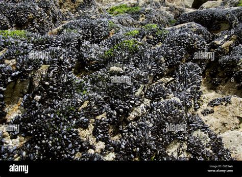Blue Mussels Mytilus Edulis Mytilidae Bivalvia Mollusca In The Intertidal Zone In Cornwall