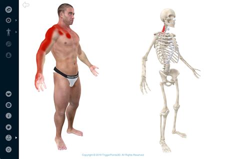 Triggerpoints3d The Trigger Point Scalenes