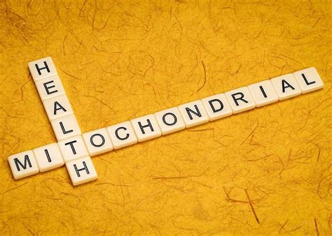 Top Supplements For Mitochondria Function