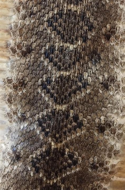 Rattlesnake Skin With Rattle Texas Western Diamondback Rattlesnake