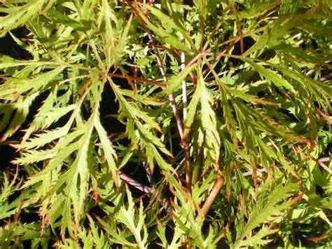 Weeping Japanese Maple Ellen Plants For Spaces