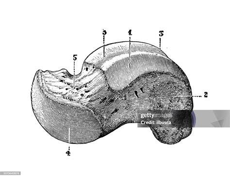 Talus Bone Labeled