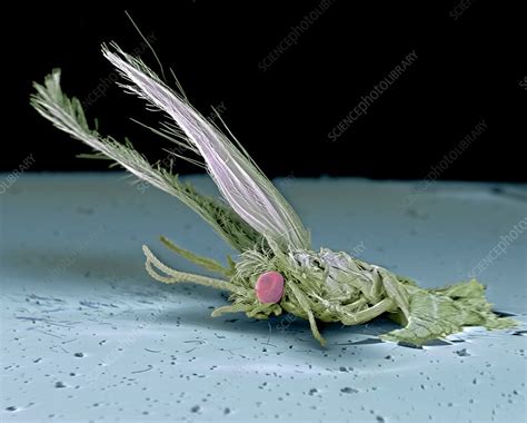 Dead Fly Sem Stock Image Z3400723 Science Photo Library