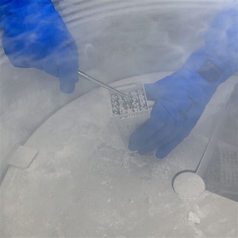 Fertility Clinic Egg And Embryo Storage Is A Disaster