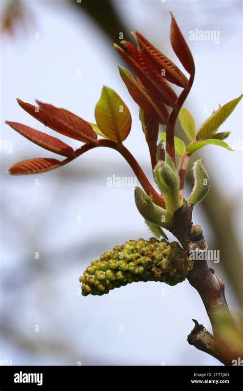 Walnut Juglans Regia Leaf Shoots And Male Catkins In Bud Germany