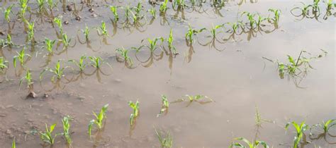 Blame It On The Rain The Diggers Club