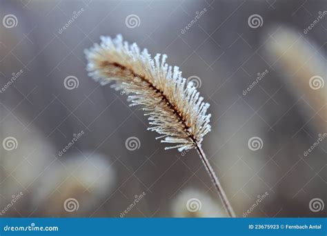 Small Ear Stock Image Image Of Background Flora Blurry 23675923