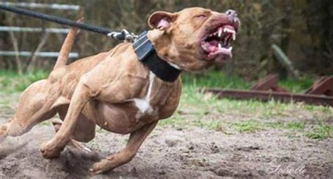 Eletricista é atacado por pit bull nesta quarta Hojemais de Andradina SP