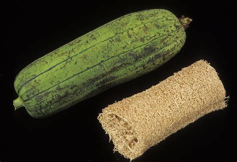 Luffa Sponge Gourd Ujamaa Seeds