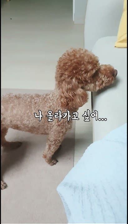 와이프 발냄새에 취한 강아지 Youtube