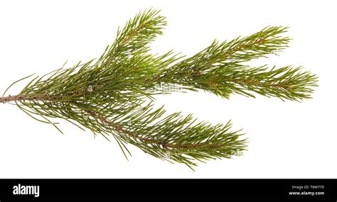 A Branch Of A Pine Tree Isolated On White Stock Photo Alamy