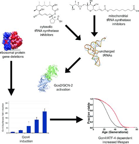 A Model For Regulation Of Lifespan By Both Cytosolic And Mitochondrial Download Scientific