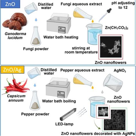 Schematic Illustration For The Fabrication Of Zno And Ag Np Decorated