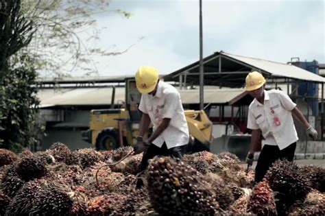 Sinar Mas Agro Resources SMAR Siap Lunasi Obligasi Rp380 Miliar