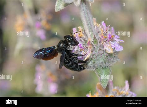 Blaue Holzbiene Xylocopa Violacea Carpenter Bee Stock Photo Alamy